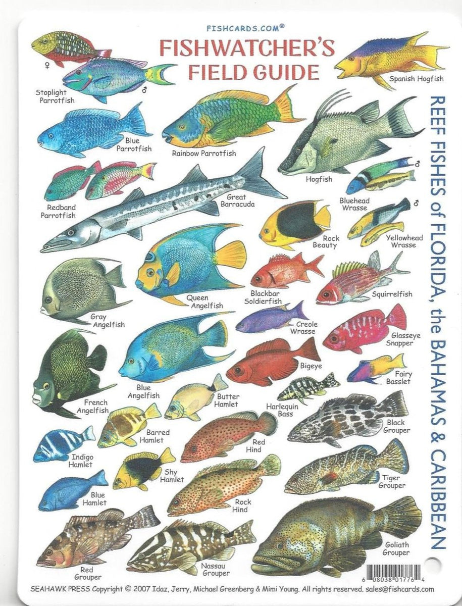 Fishwatchers Mini Field Guide Reef Fishes of Florida, Bahamas and Cari ...