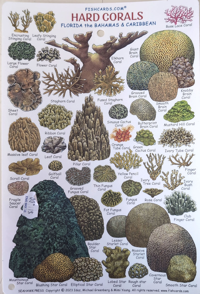 Hard Corals and Marine Invertebrates of Florida, the Bahamas & Caribbe ...